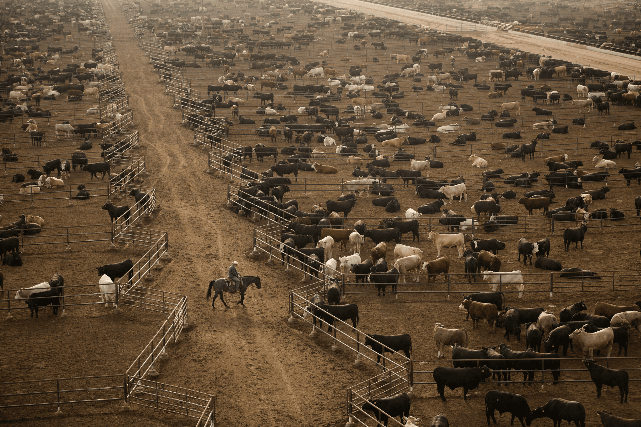 Animal Rights: A Shared Responsibility Beyond Political Divides ...