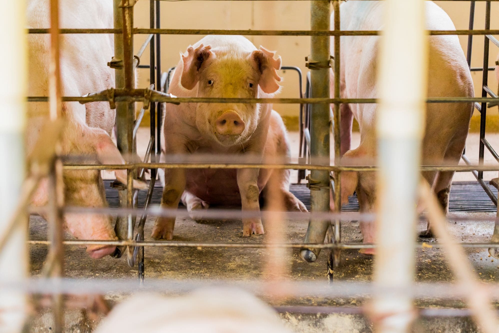 Factory Farming And Animal Cruelty: Exposing The Harsh Realities And ...
