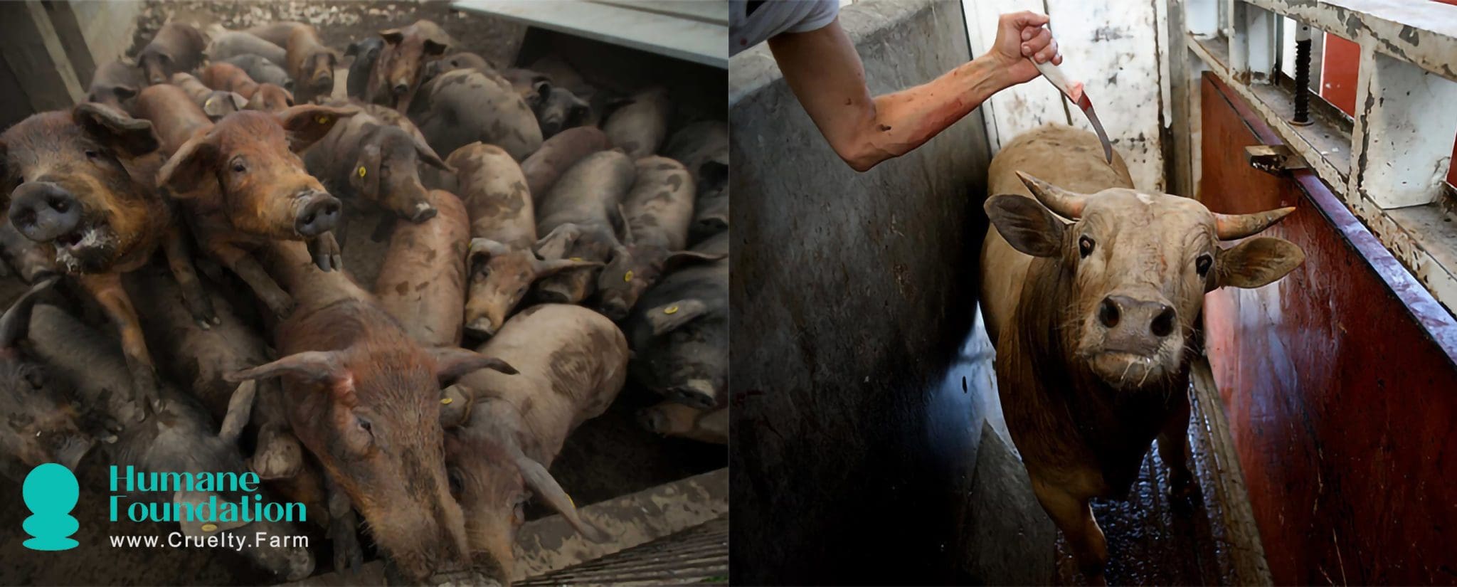 Exposing The Hidden Cruelty: Animal Suffering In Slaughterhouses And ...