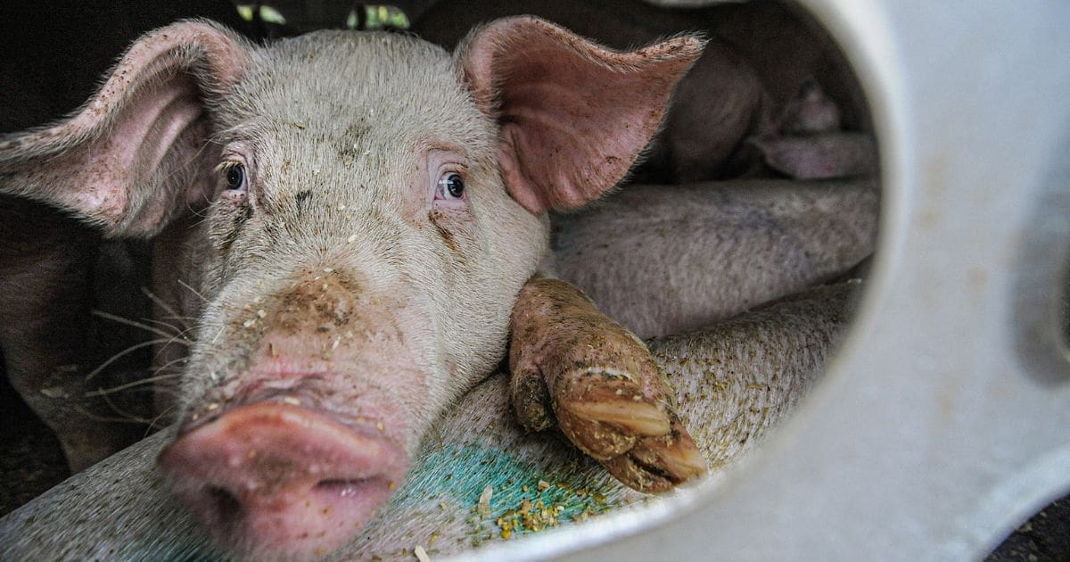 Groundbreaking Insights Into Animal And Insect Consciousness: What ...