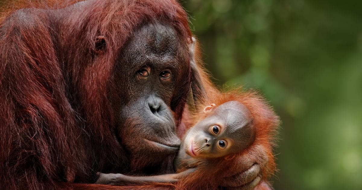 7 Super Protective Animal Moms – Humane Foundation