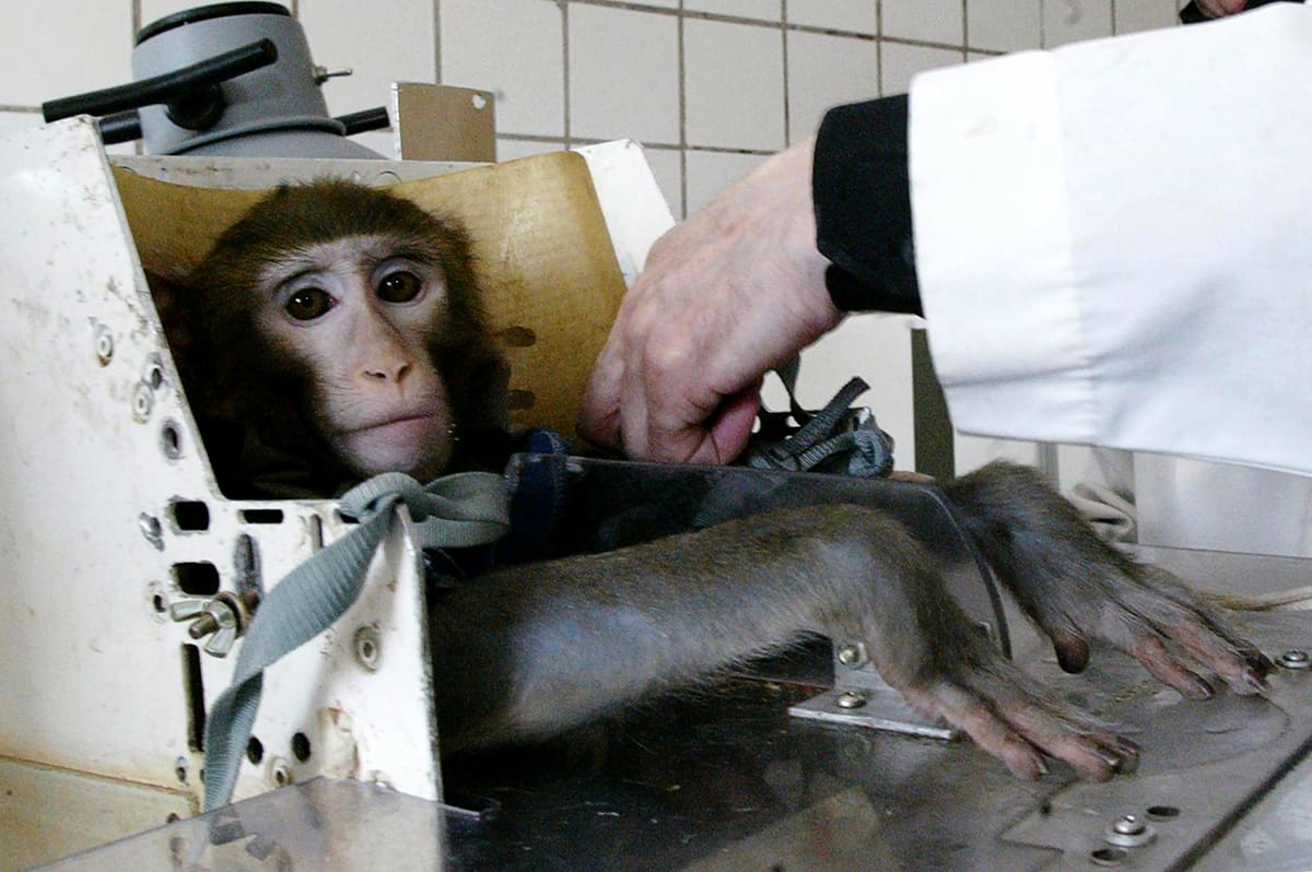 Types Of Animal Testing: Understanding The Suffering And Ethical ...